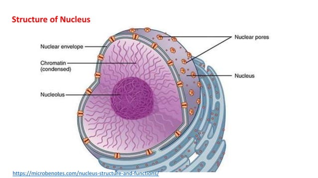 Ultrastructure of Nucleus and functions | PPTX