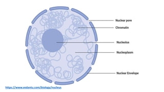 Ultrastructure of Nucleus and functions | PPTX