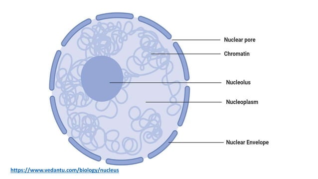 Ultrastructure of Nucleus and functions | PPTX