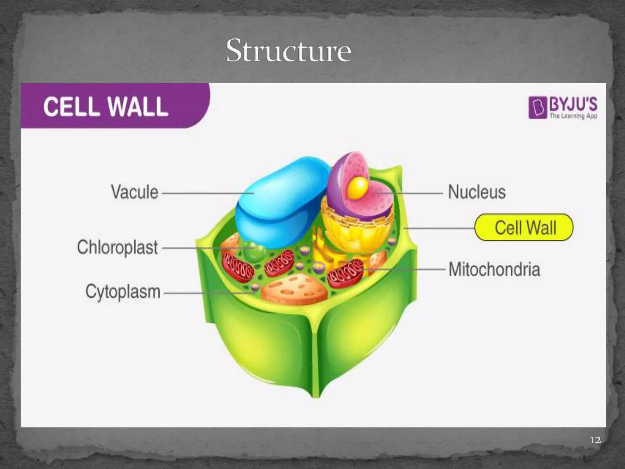 Ultra structure of Plant Cell by Salman Saeed Lecturer Botany UCMS ...