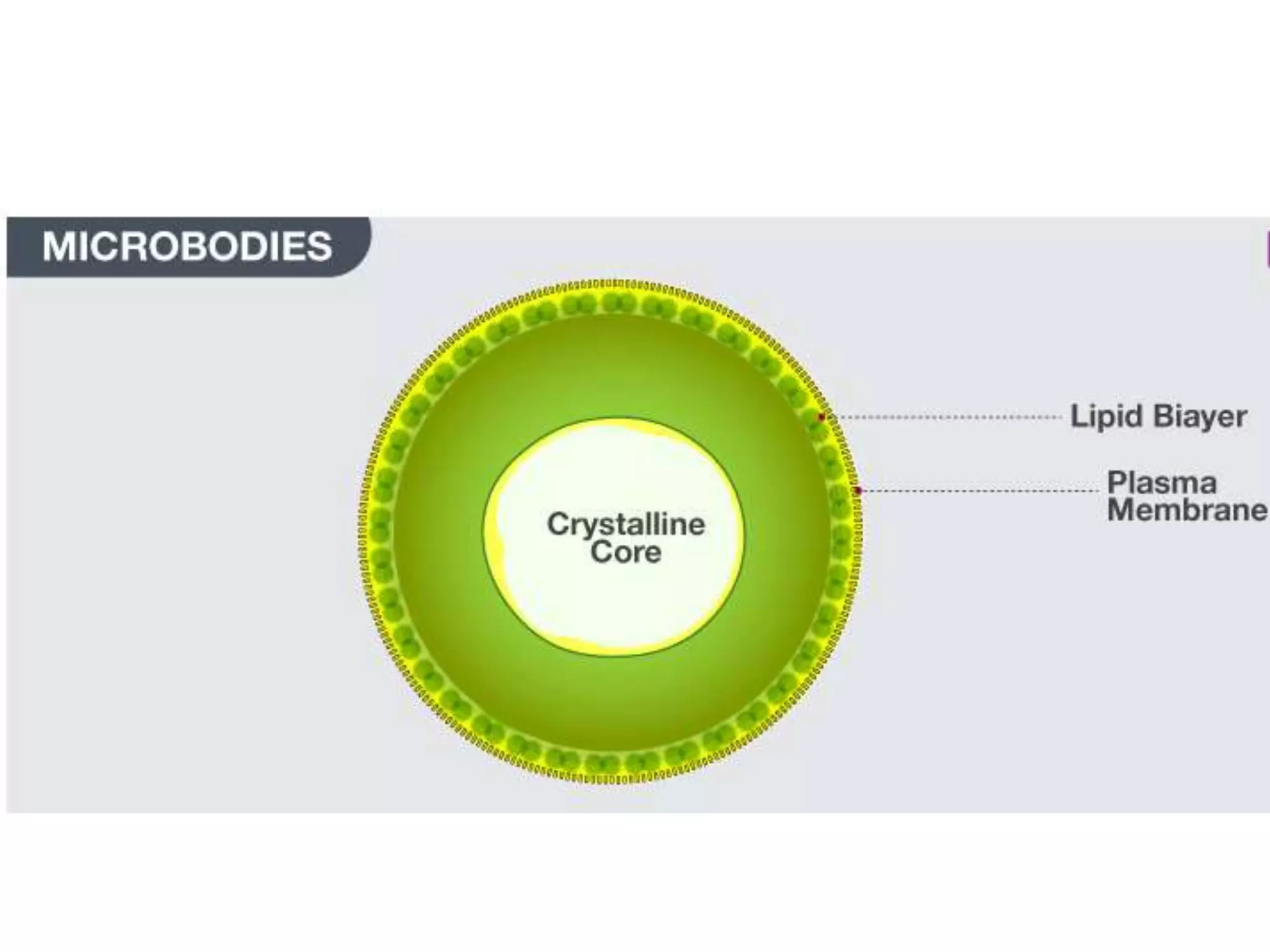 Ultra structure of plant cell (2) | PPT