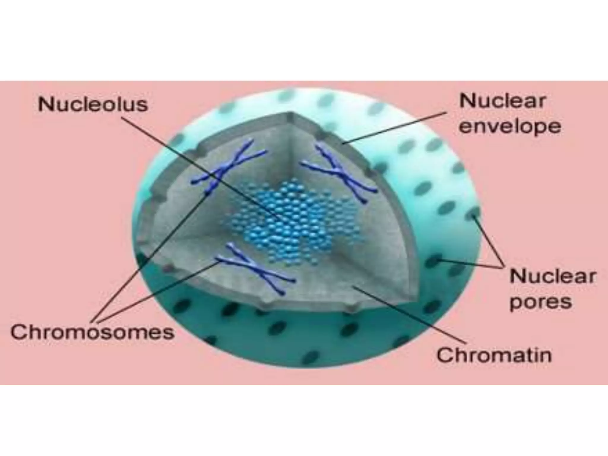 Ultra structure of plant cell (2) | PPT