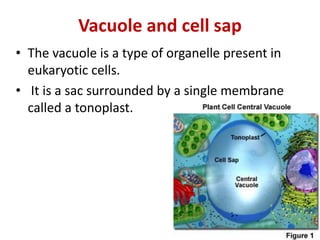 Ultra structure of plant cell (2) | PPT