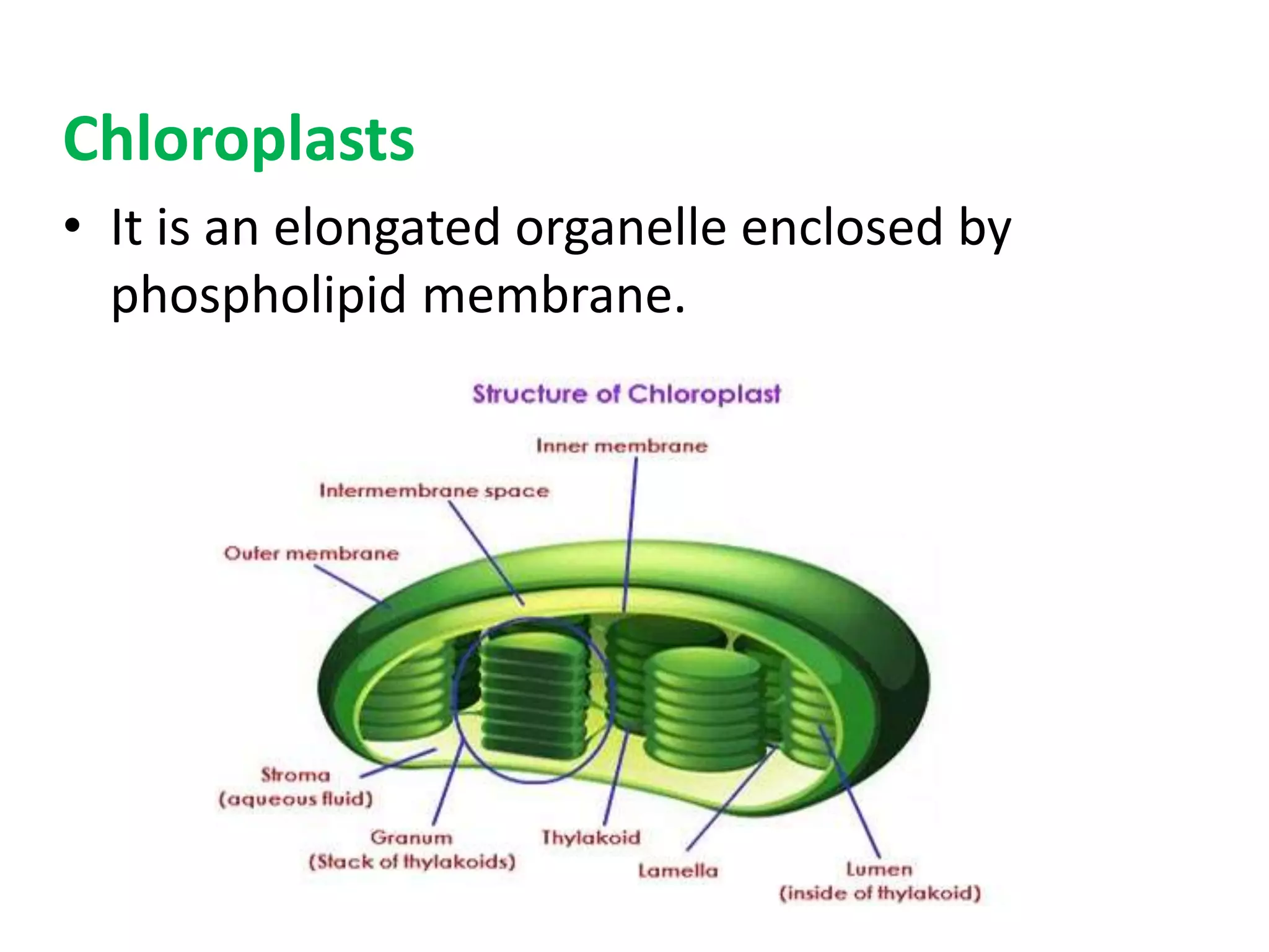 Ultra structure of plant cell (1) | PPTX