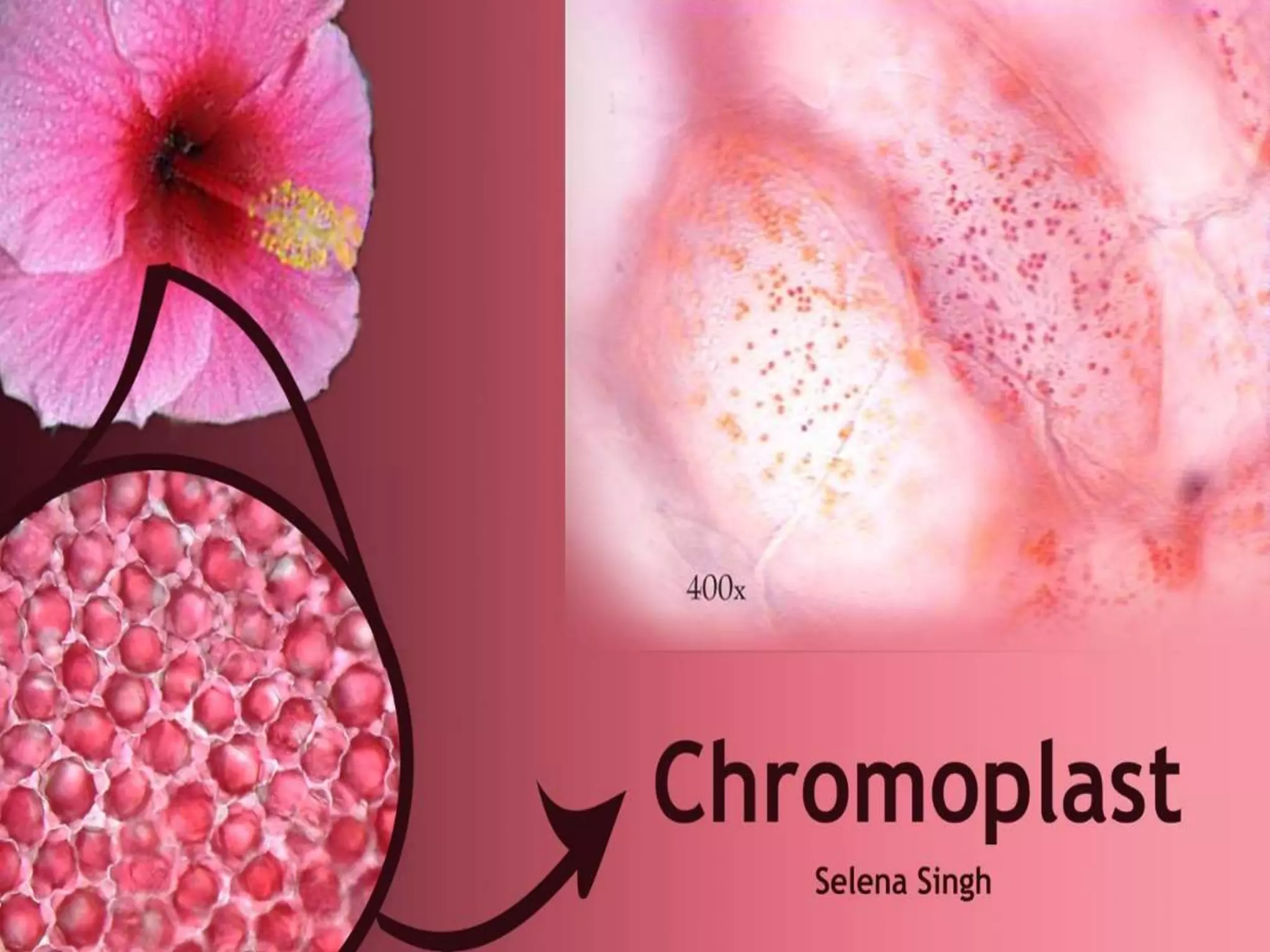 Ultra structure of plant cell (1) | PPTX