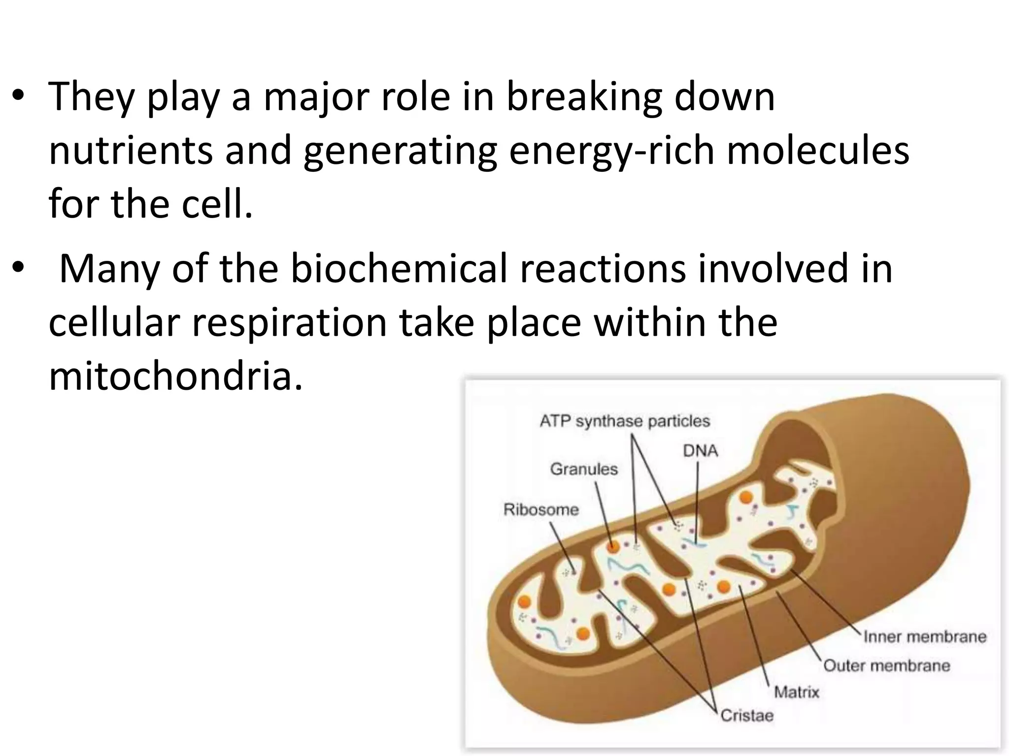 Ultra structure of plant cell (1) | PPTX