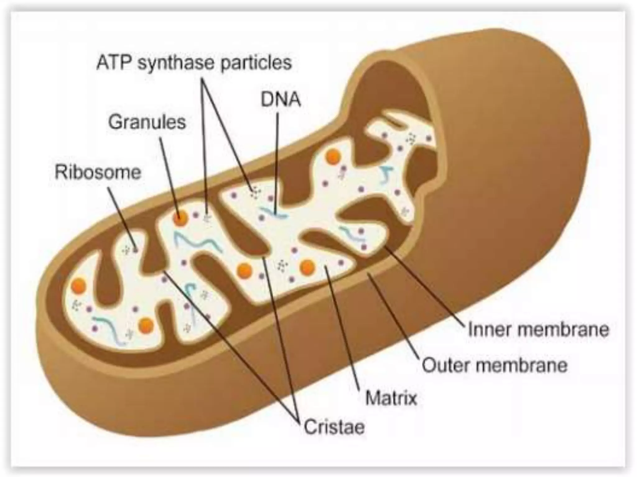 Ultra structure of plant cell (1) | PPTX