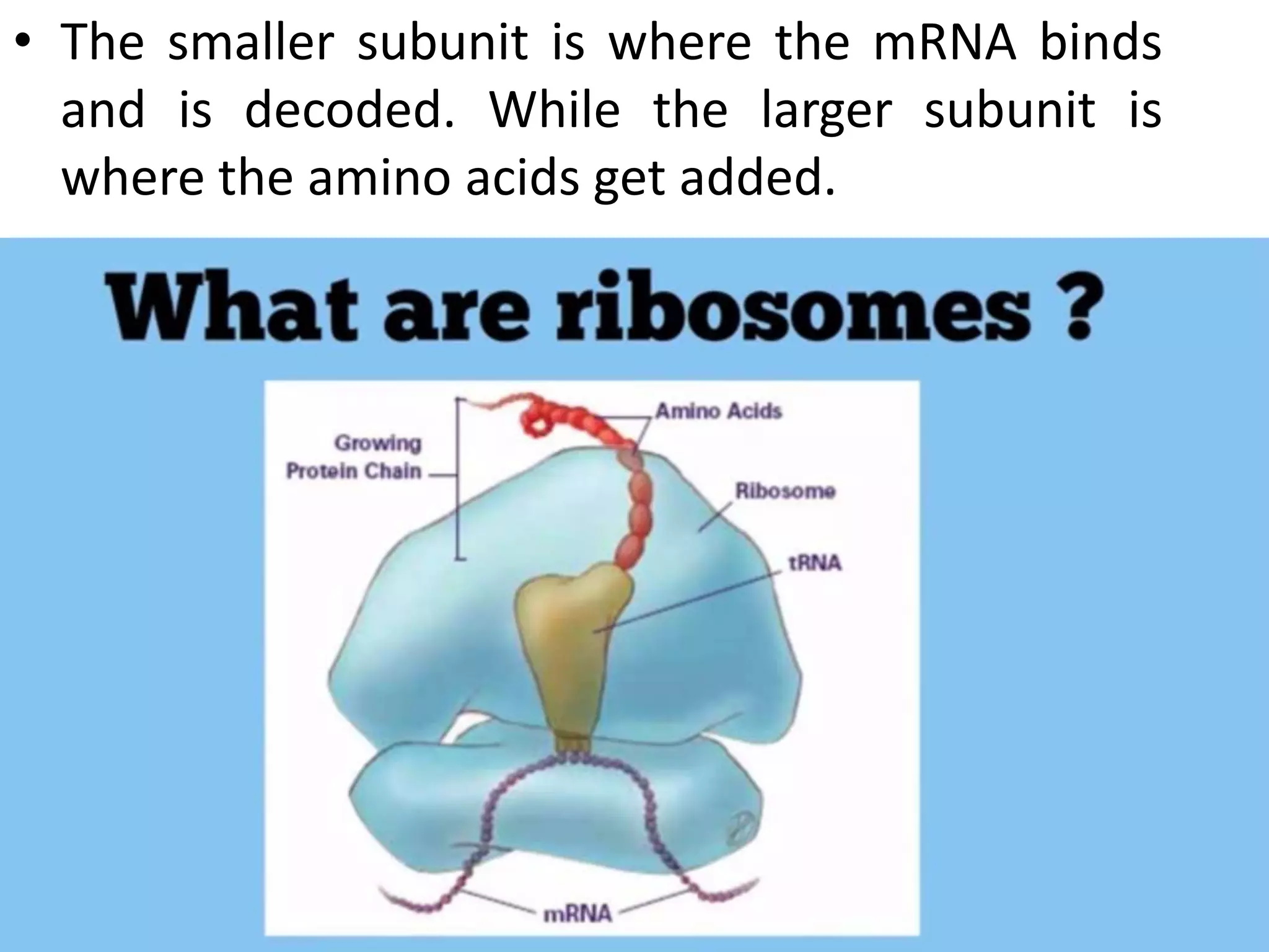 Ultra structure of plant cell (1) | PPTX