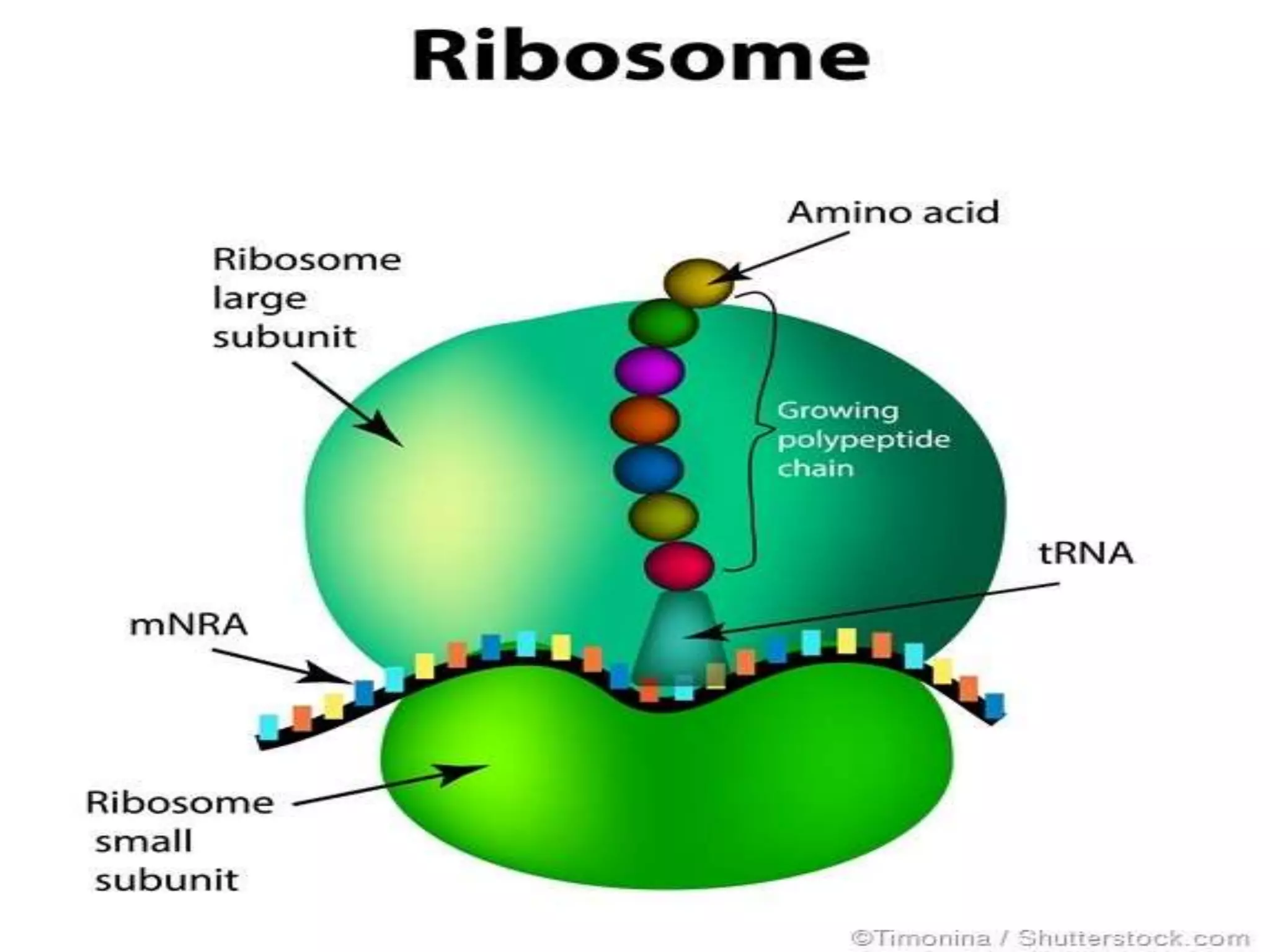 Ultra structure of plant cell (1) | PPTX