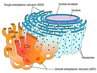 Ultra structure of plant cell (1) | PPTX