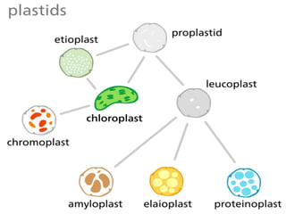 Ultra structure of plant cell (1) | PPTX