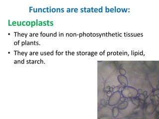 Ultra structure of plant cell (1) | PPTX