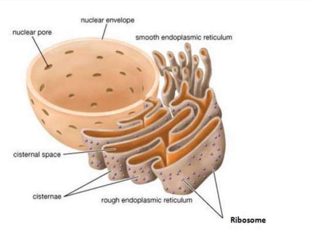 Ultra structure of plant cell (1) | PPTX