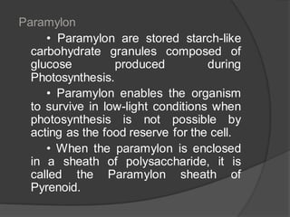 ULTRASTRUCTURE OF Portozoa | PPT