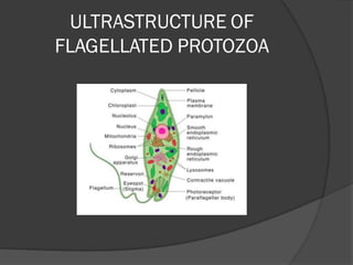 ULTRASTRUCTURE OF Portozoa | PPT