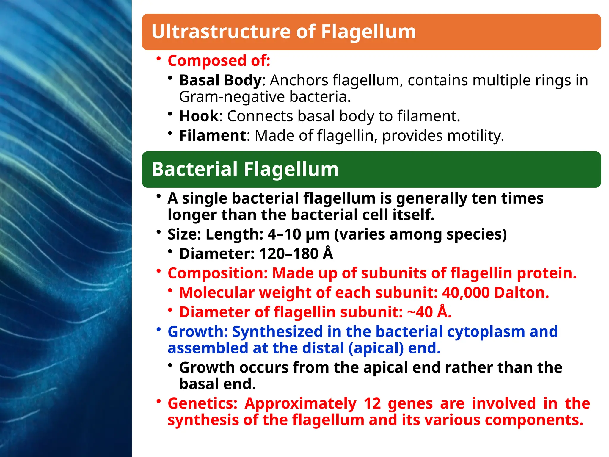 Ultra Structure of Prokaryotic Cell.pptx By Thirunahari Ugandhar | PPTX
