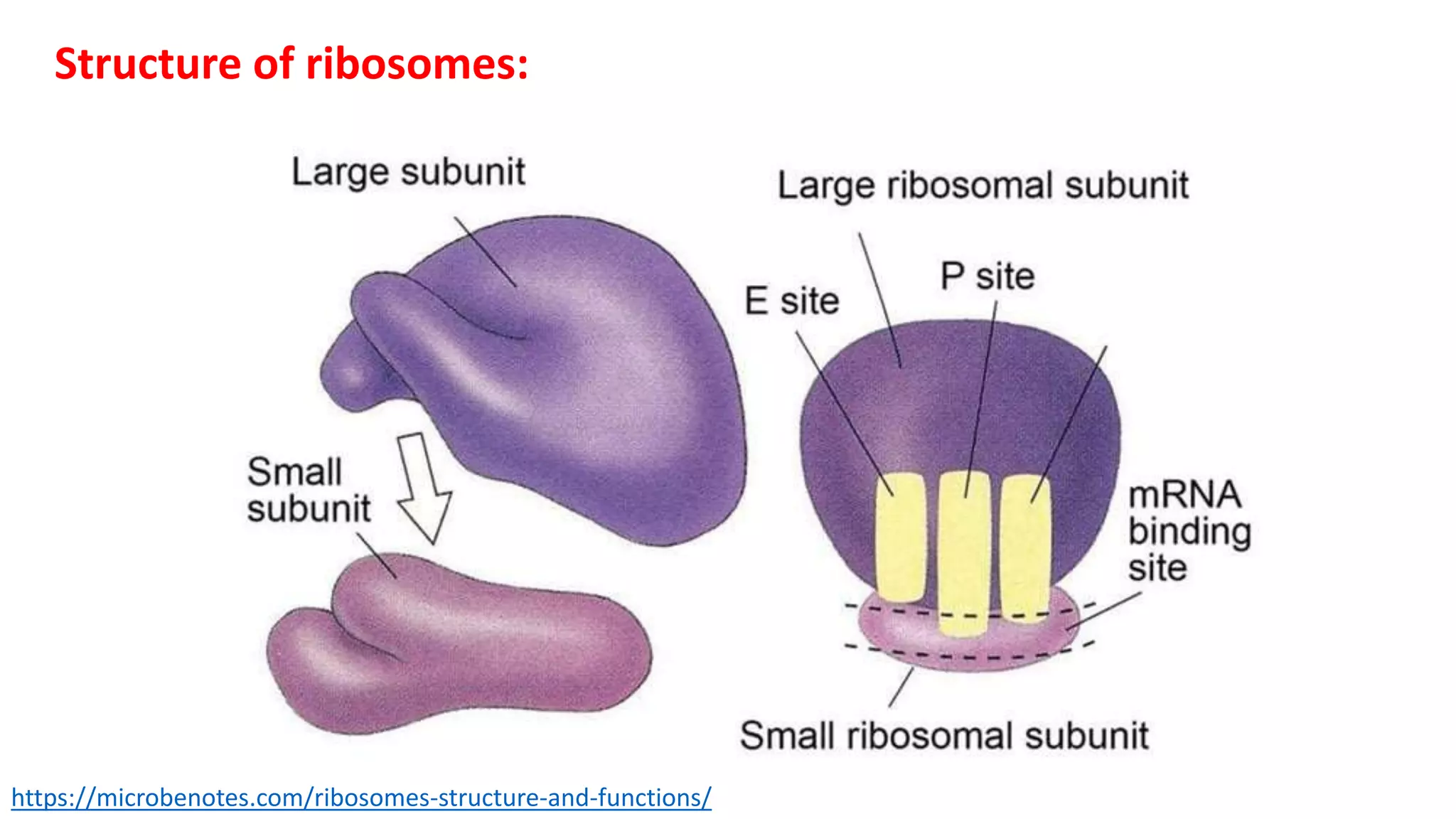 Ultra-structure of Ribosomes and functions | PPTX