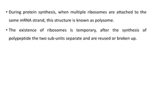 Ultra-structure of Ribosomes and functions | PPTX