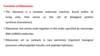 Ultra-structure of Ribosomes and functions | PPTX