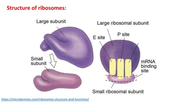 Ultra-structure of Ribosomes and functions | PPTX | Biological Sciences | Science