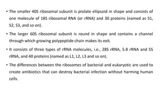 Ultra-structure of Ribosomes and functions | PPTX