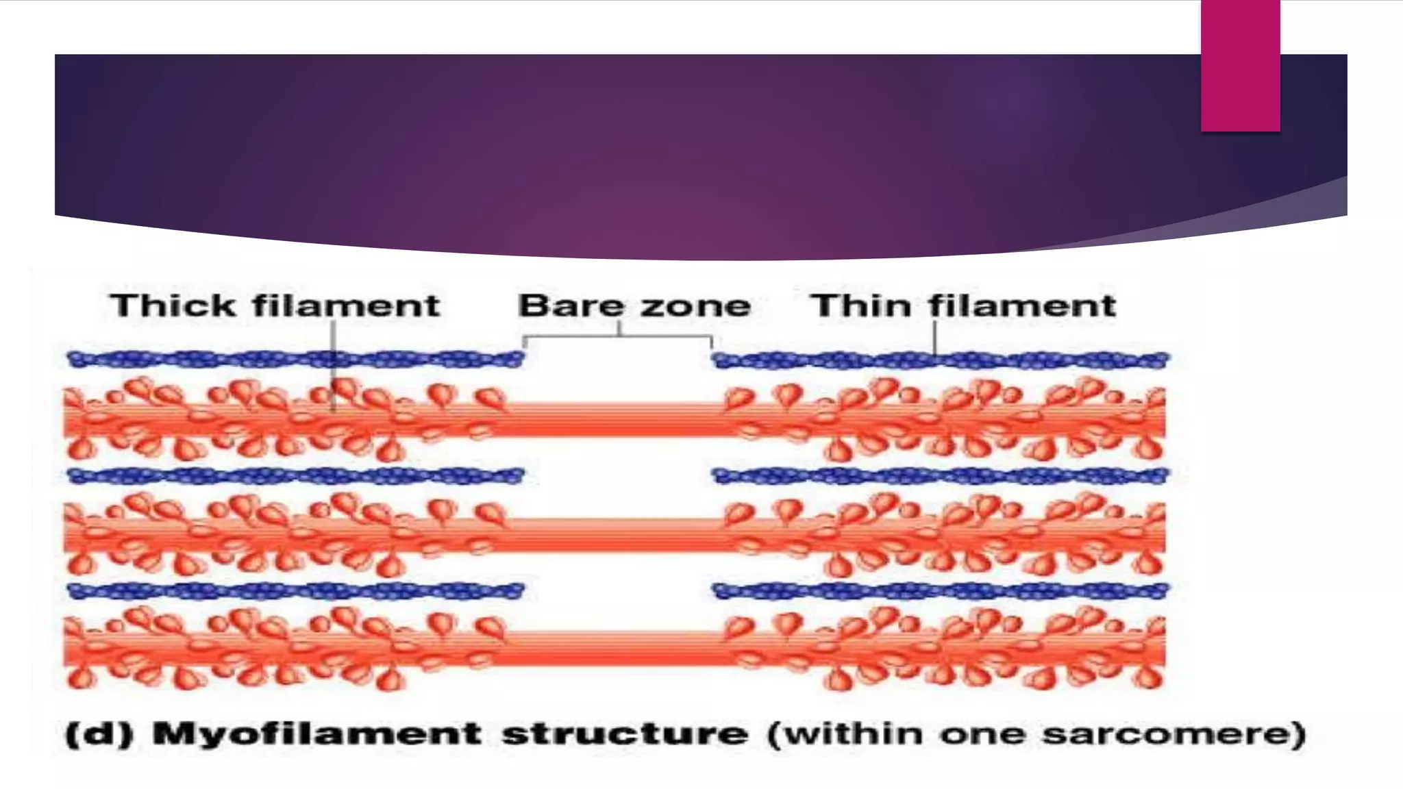 Ultrastructure of skeletal muscle | PPTX
