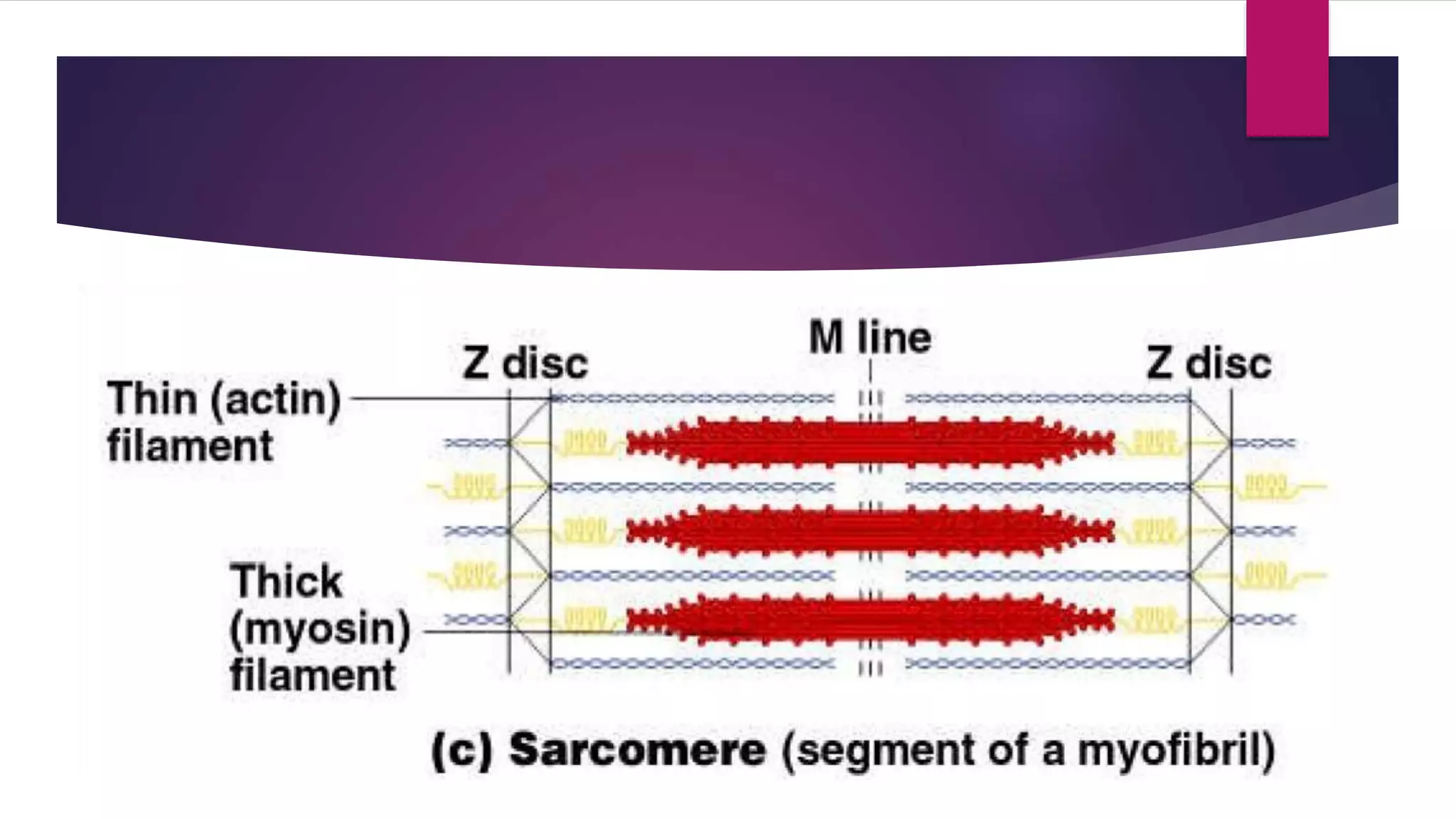 Ultrastructure of skeletal muscle | PPTX