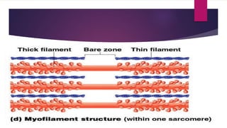 Ultrastructure of skeletal muscle | PPTX
