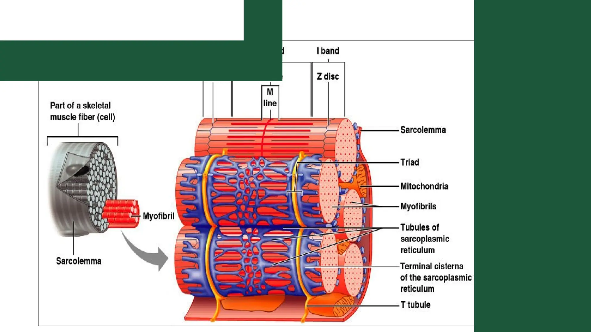 Ultrastructure of skeletal muscle...pptx
