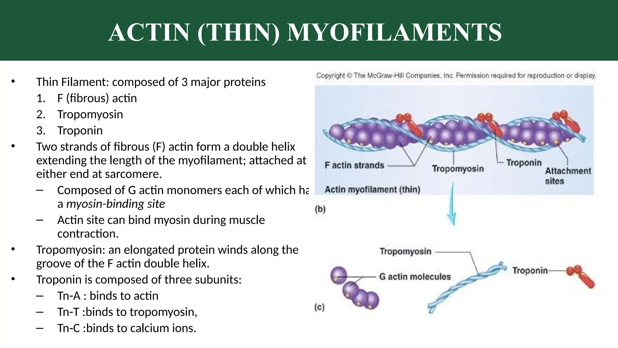 Ultrastructure of skeletal muscle...pptx
