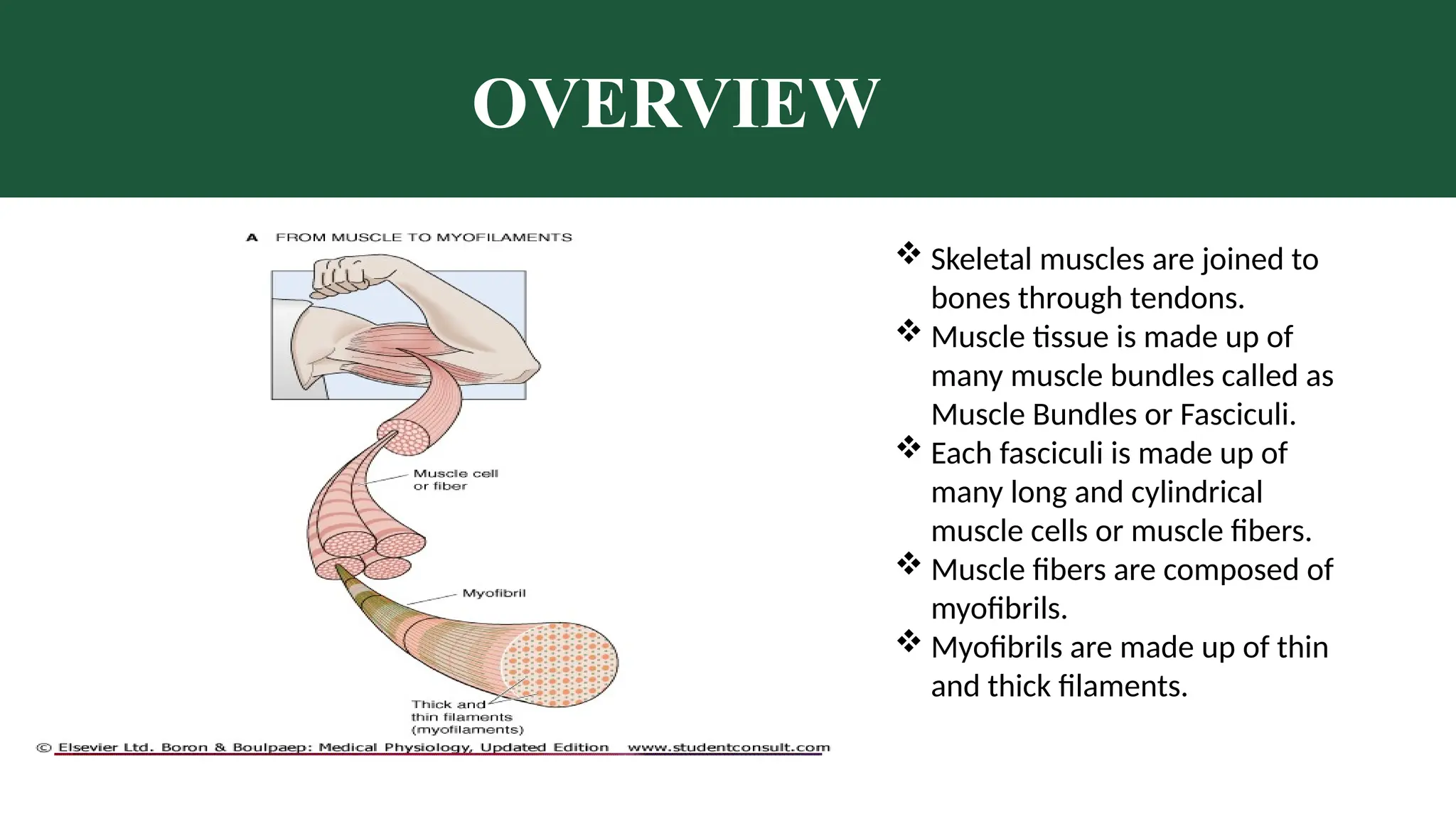 Ultrastructure of skeletal muscle...pptx