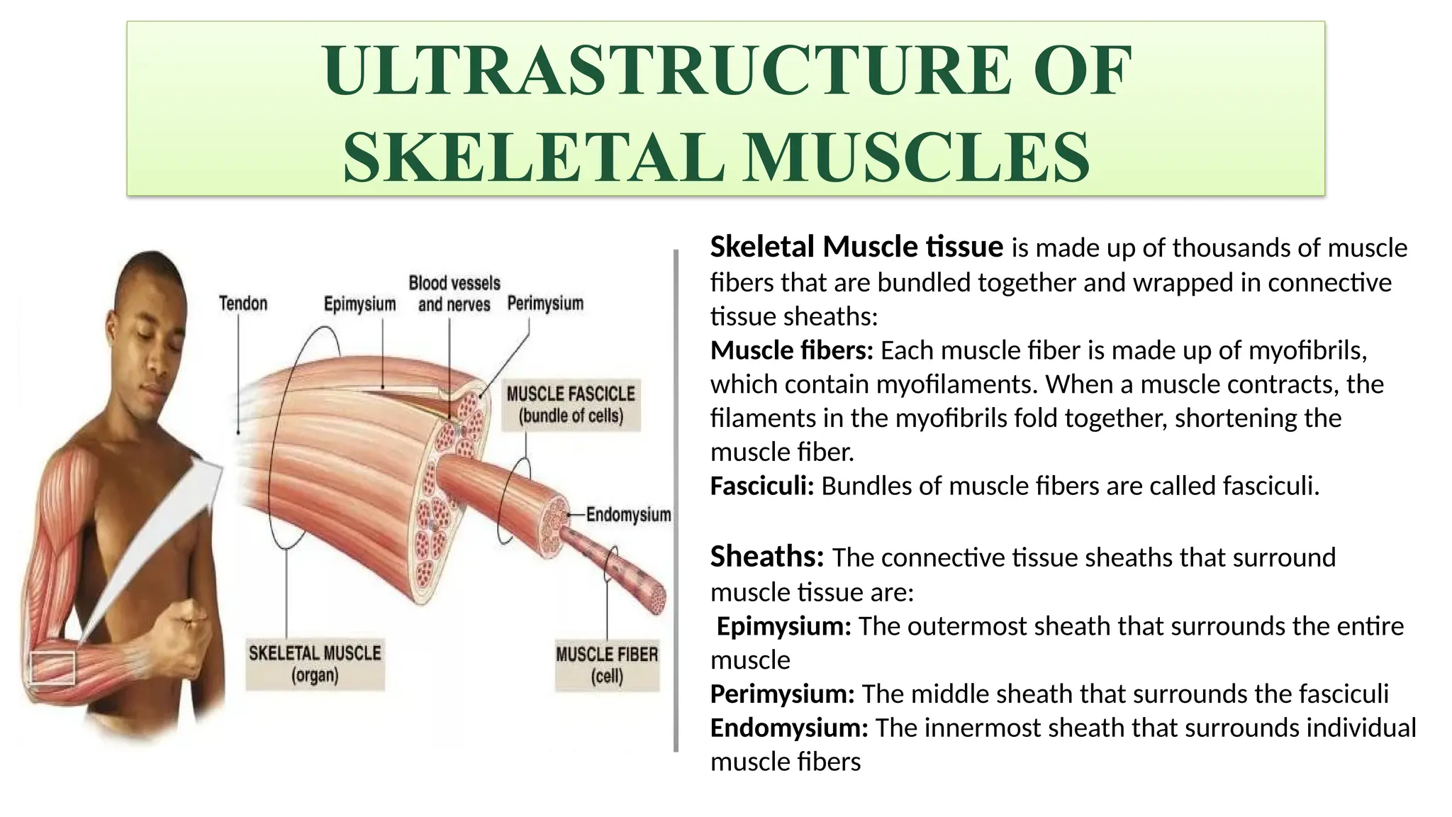 Ultrastructure of skeletal muscle...pptx