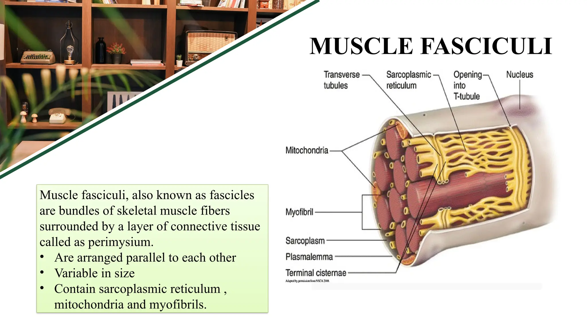 Ultrastructure of skeletal muscle...pptx