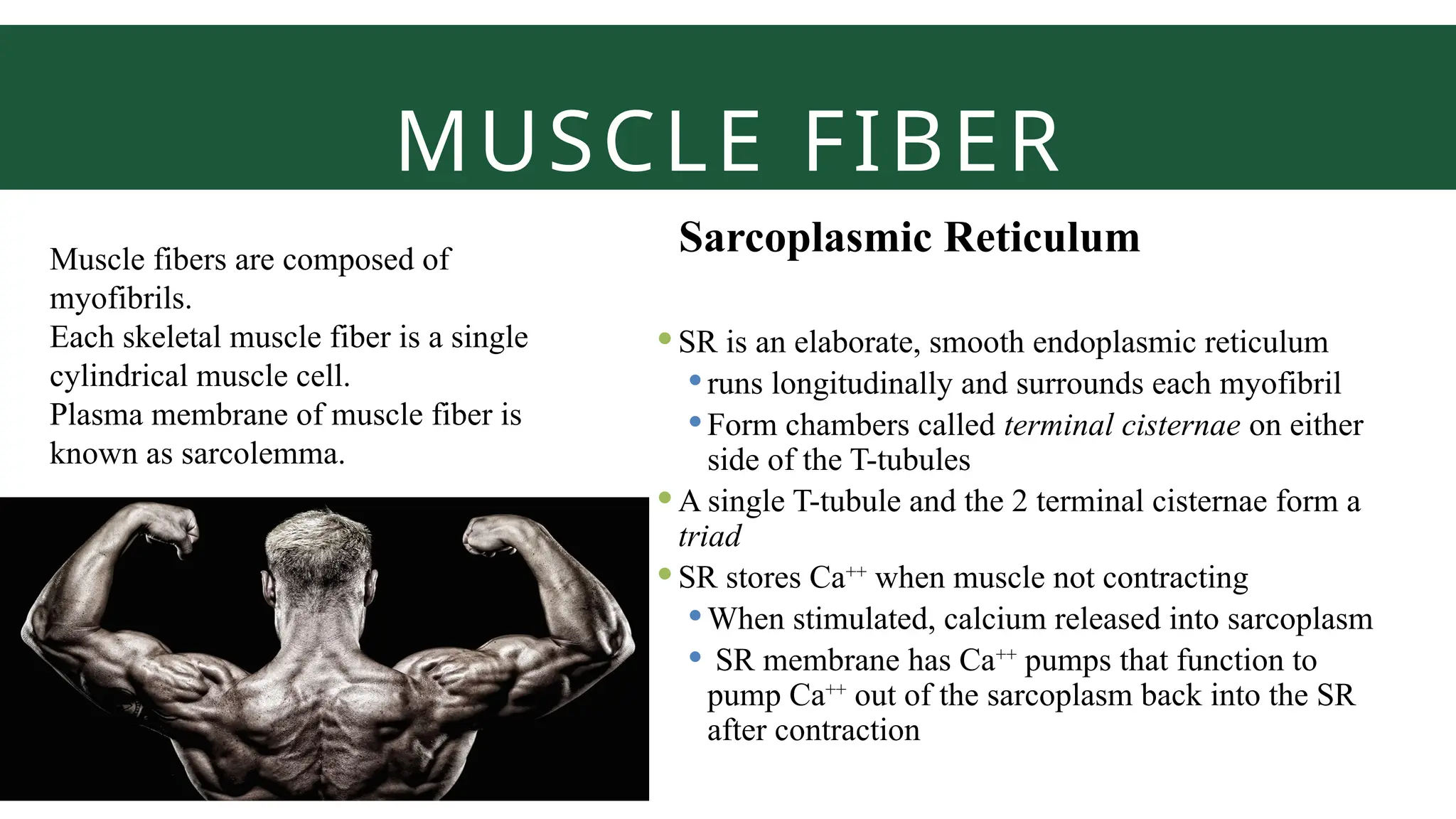 Ultrastructure of skeletal muscle...pptx