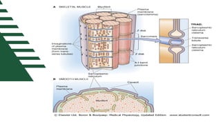 Ultrastructure of skeletal muscle...pptx