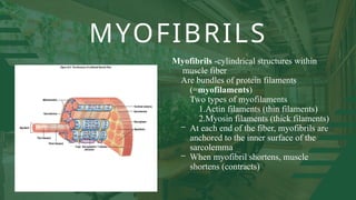 Ultrastructure of skeletal muscle...pptx