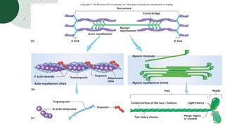 Ultrastructure of skeletal muscle...pptx