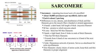 Ultrastructure of skeletal muscle...pptx