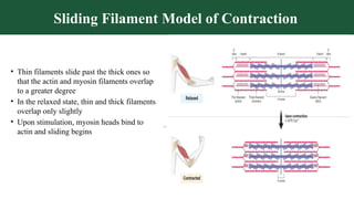 Ultrastructure of skeletal muscle...pptx