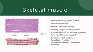 Ultrastructure of skeletal muscle...pptx