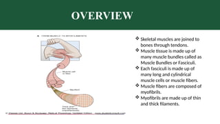 Ultrastructure of skeletal muscle...pptx