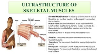 Ultrastructure of skeletal muscle...pptx