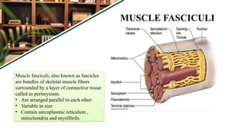 Ultrastructure of skeletal muscle...pptx