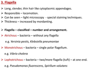 Ultra stucture of bacteria cell | PPTX