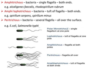 Ultra stucture of bacteria cell | PPTX | Biological Sciences | Science