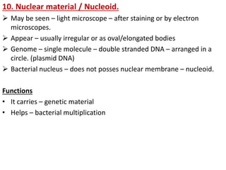 Ultra stucture of bacteria cell | PPTX