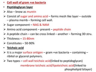 Ultra stucture of bacteria cell | PPTX
