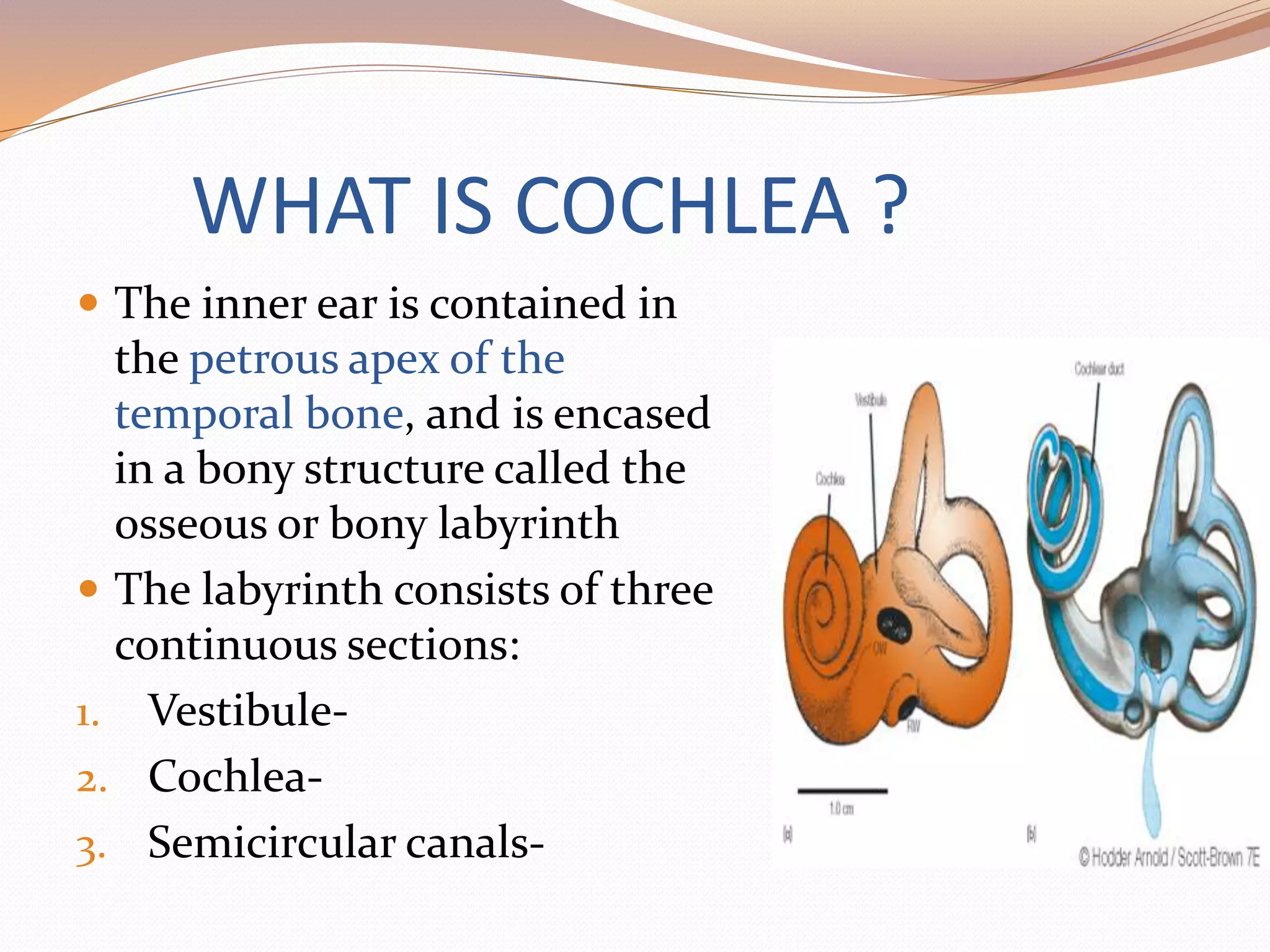 Ultra stuctures of cochlea & its central connections | PPT