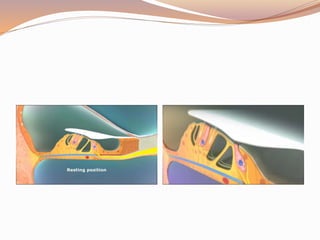 Ultra stuctures of cochlea & its central connections | PPTX