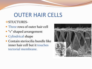 Ultra stuctures of cochlea & its central connections | PPTX